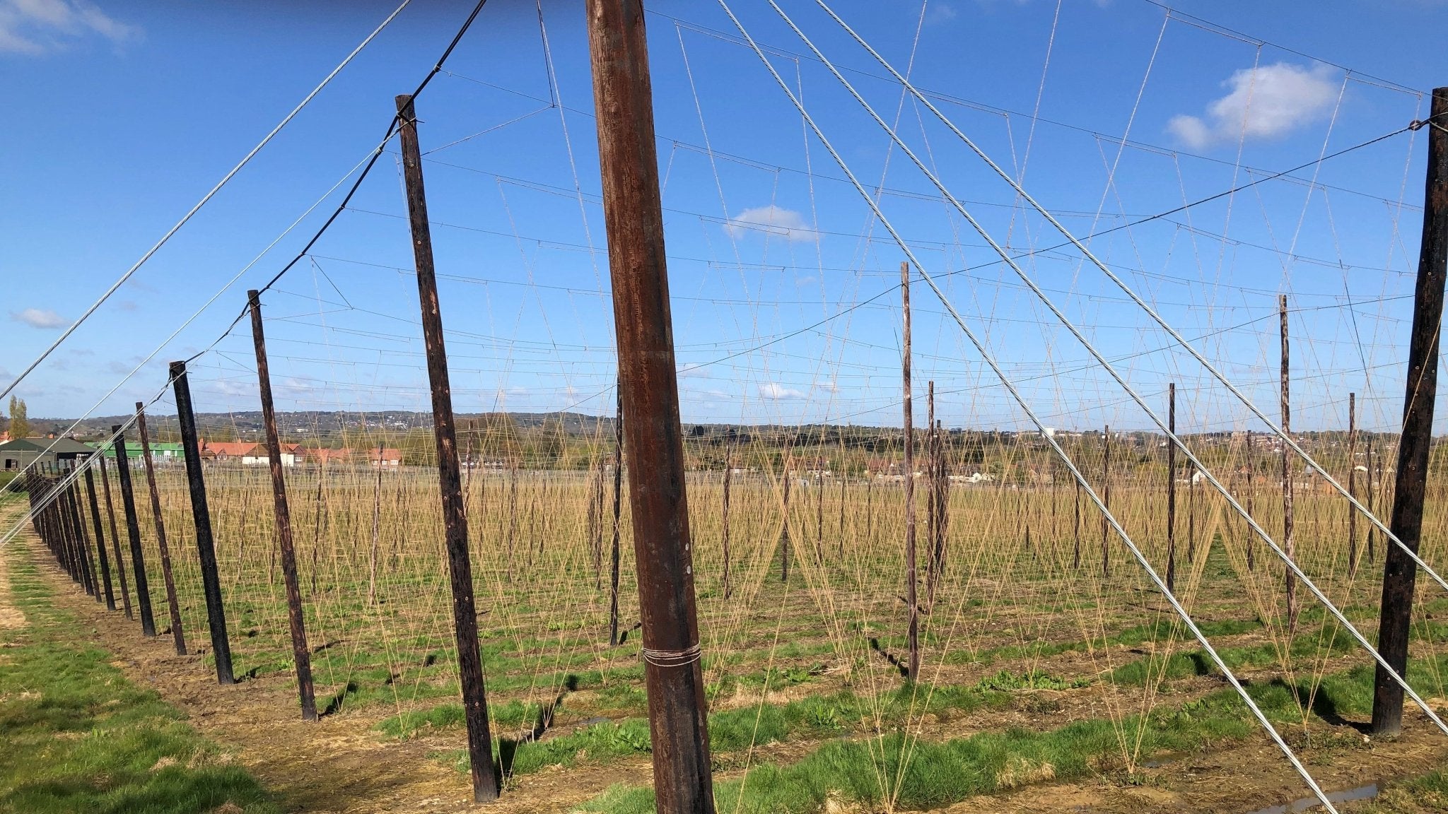 A Forest of Strings! – Hogs Back Brewery