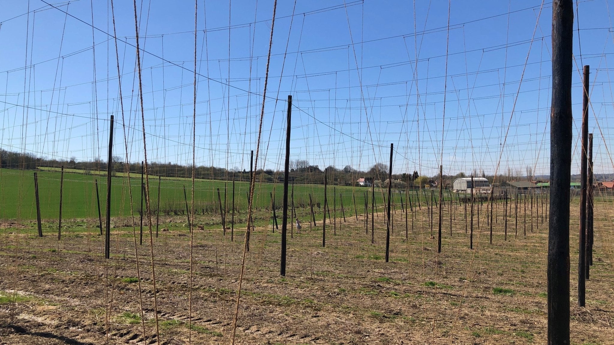 Help out in the Hop Garden – Hogs Back Brewery