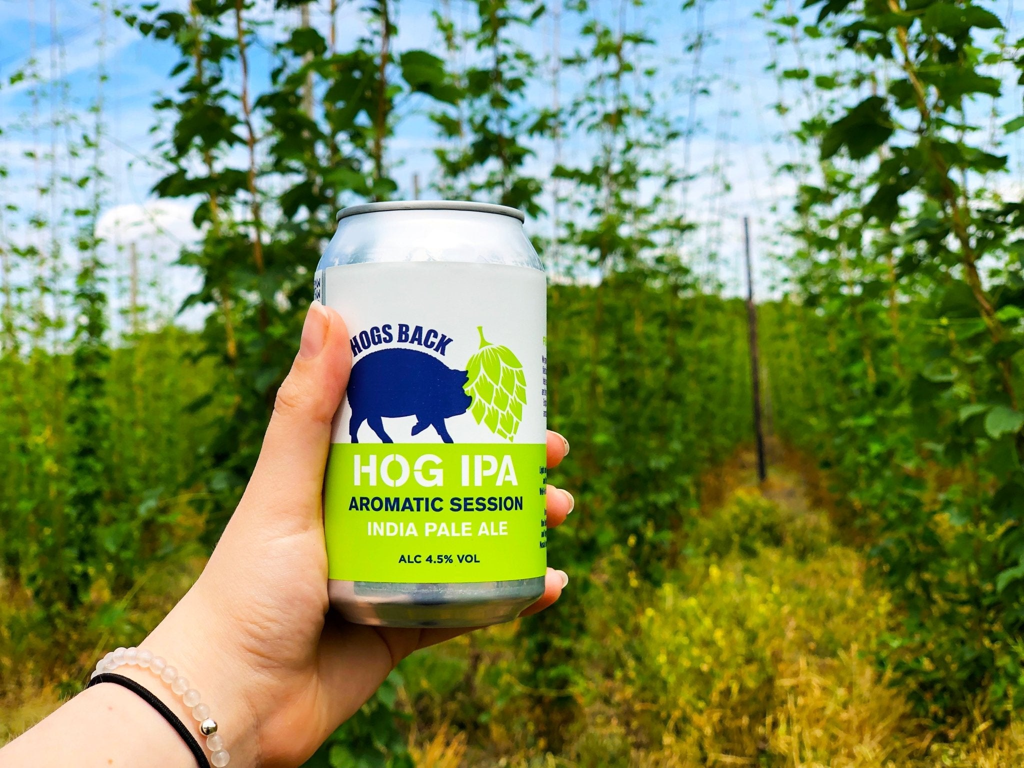 Hog IPA can offer! – Hogs Back Brewery