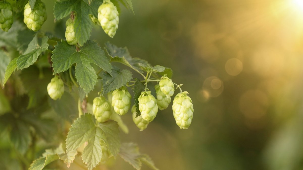 Hop Bine decorations available September 2025 – Hogs Back Brewery