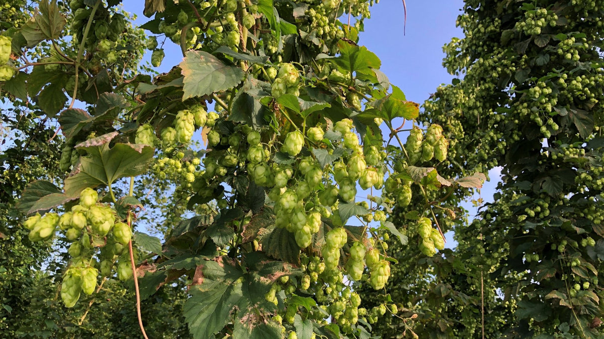 Hop Bines for sale – Hogs Back Brewery
