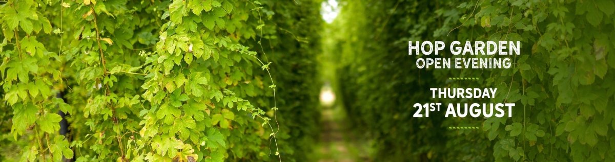 Hop Garden Open Evening 21st August 2025 – Hogs Back Brewery