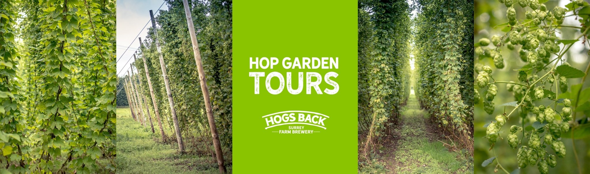 Hop Garden Tours start again in Summer – Hogs Back Brewery