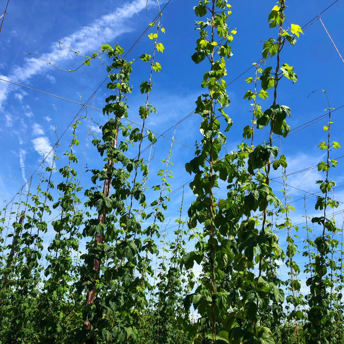 Hops Hit the Heights – Hogs Back Brewery