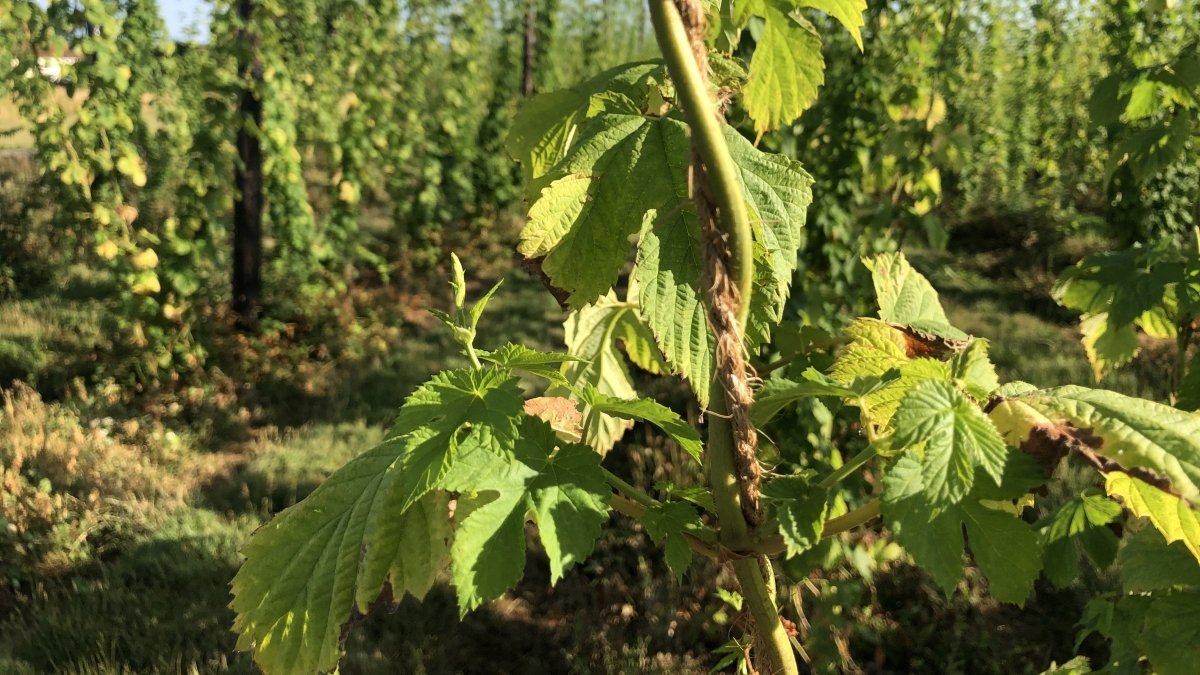 Pins starting to appear in the Hop Garden – Hogs Back Brewery