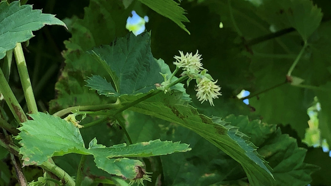 Spiky Burrs Bursting Out – Hogs Back Brewery