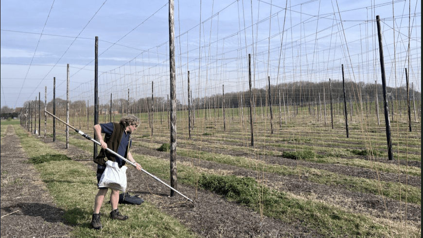 Hop Garden Stringing 2026 Starts! – Hogs Back Brewery