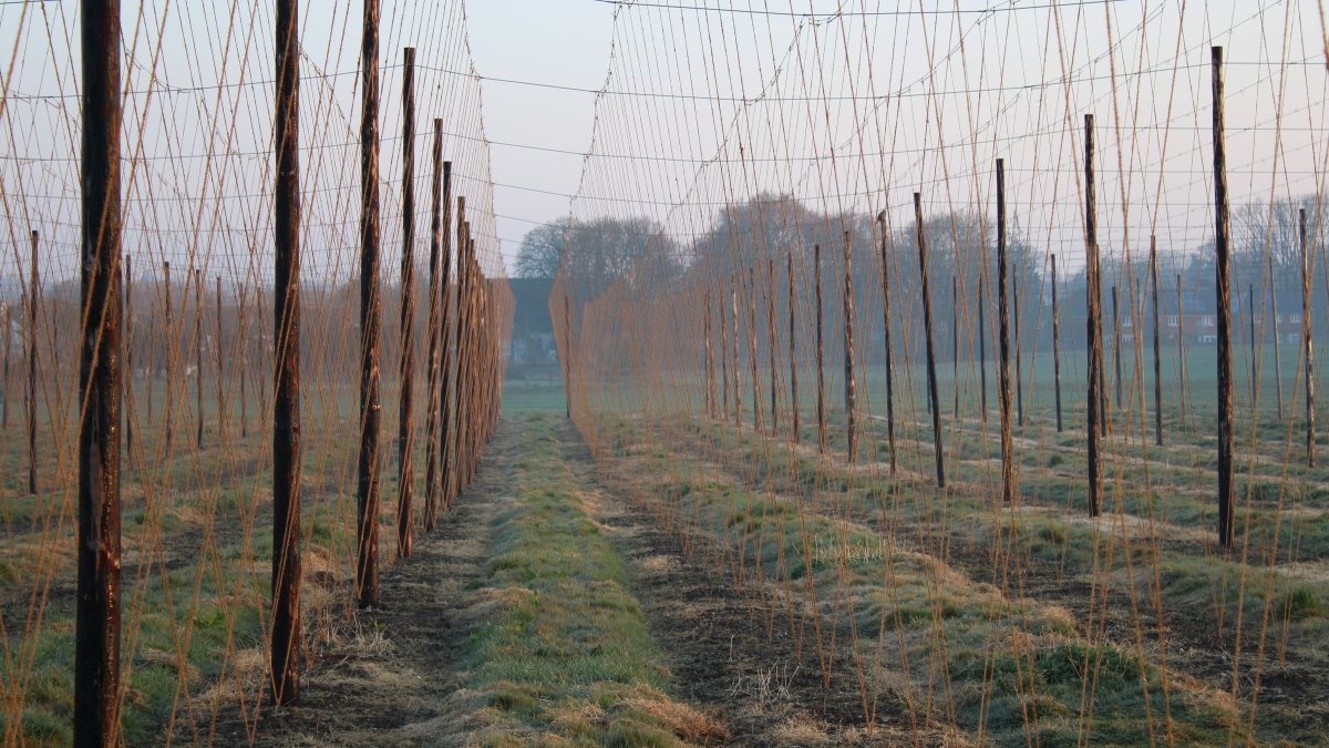 Stringing On Track this May – Hogs Back Brewery